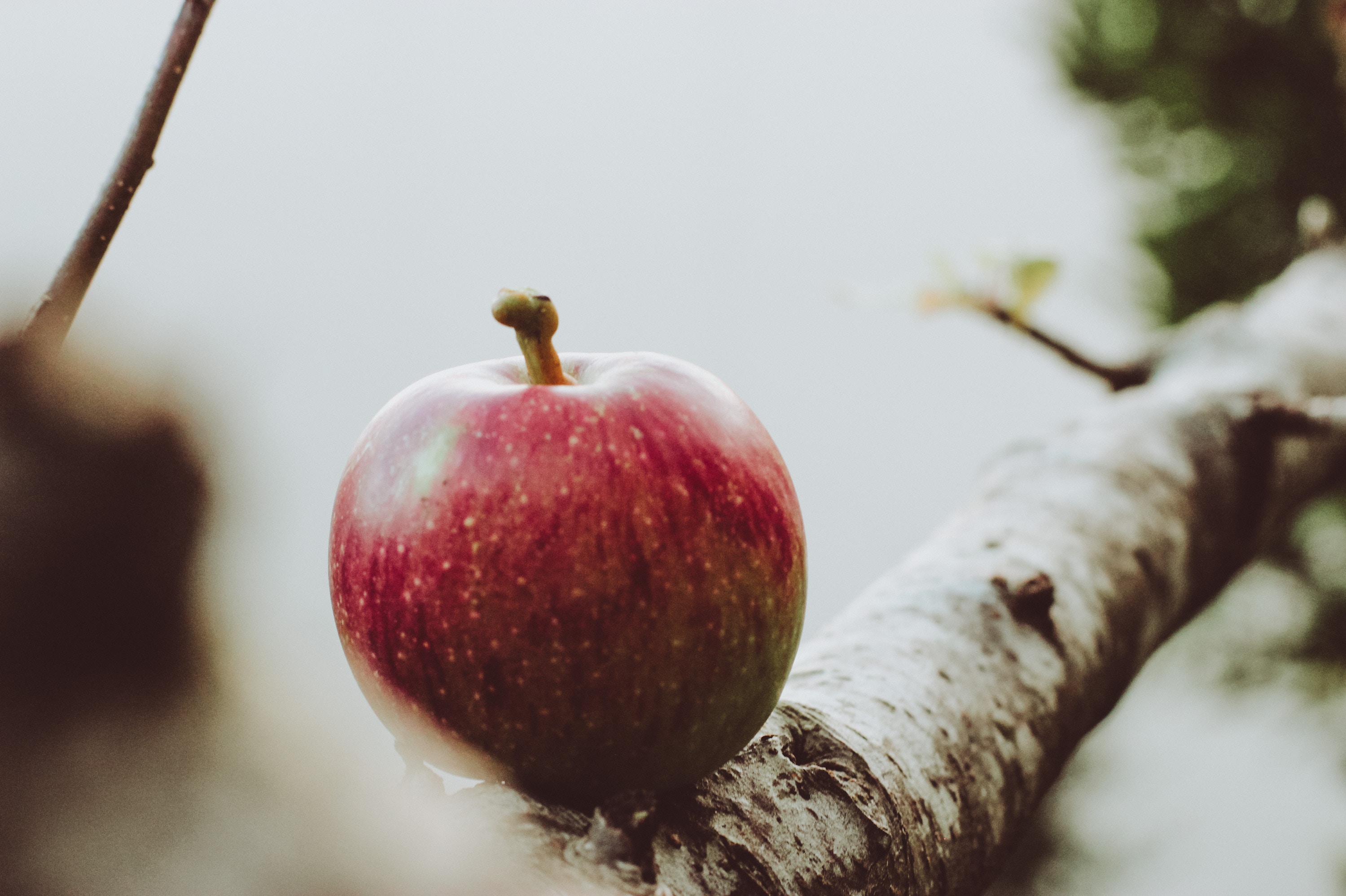 Norwegian Apple Pie – Sarah Coomber