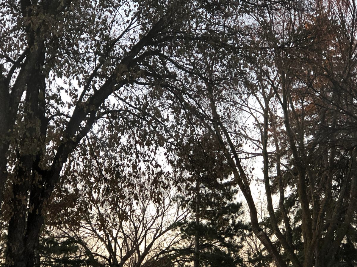 Another day (Nov. 4, 2020) – Sarah Coomber